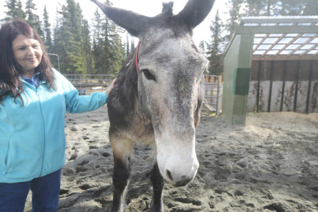 Woman moves mule cross country through equine rescue network ...