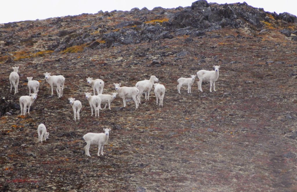 State Parks seeks information in sheep poaching case | Peninsula Clarion