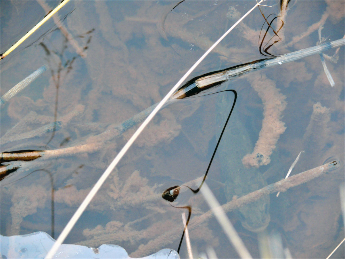 Refuge Notebook: Kenai blackfish came from Bethel | Peninsula Clarion