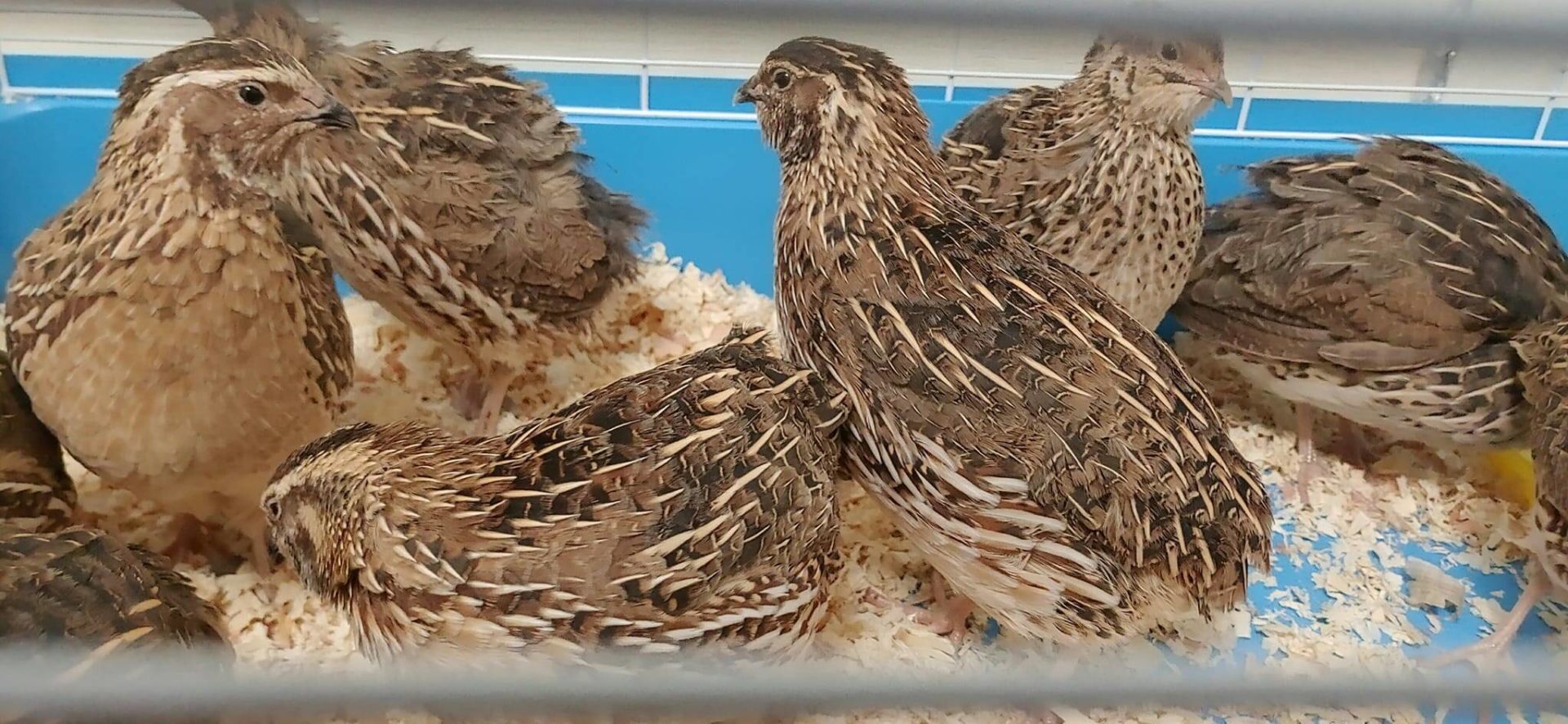 Local farmer aims to donate poultry to residents in need | Peninsula ...