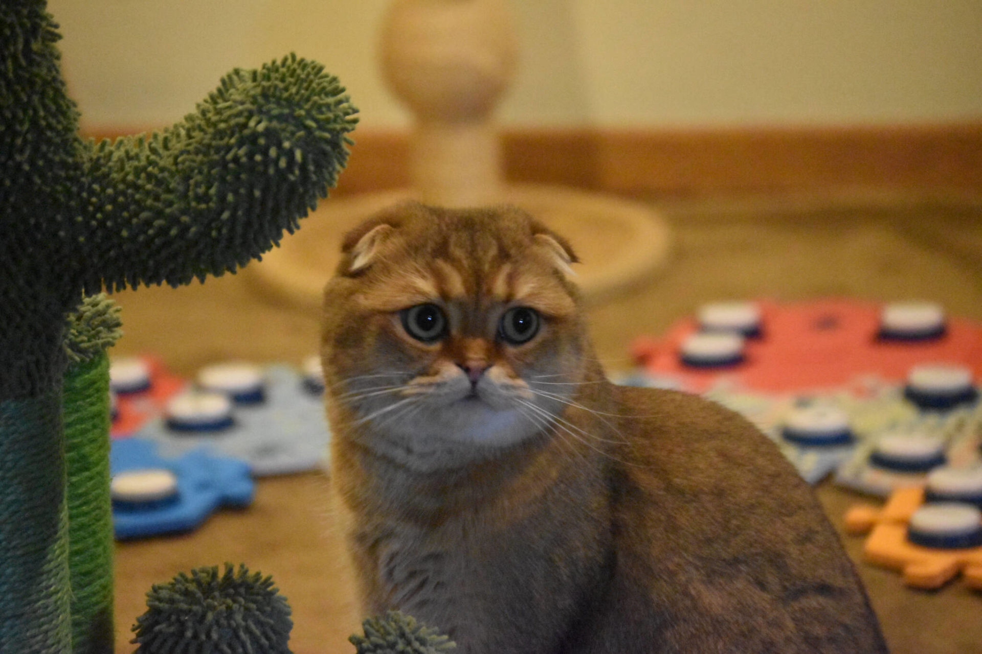 Puffin with the buttons | Peninsula Clarion