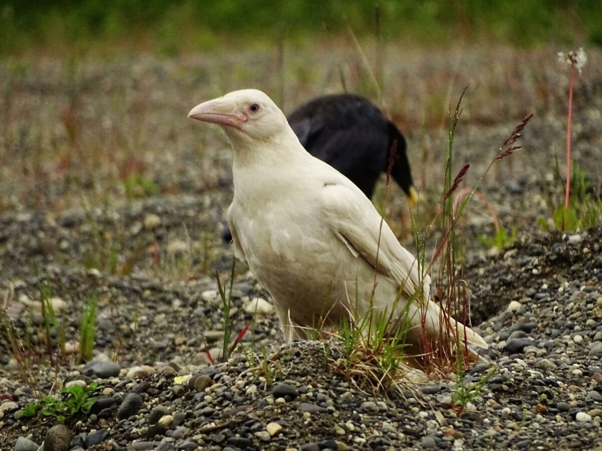 Rare white raven turns heads | Peninsula Clarion