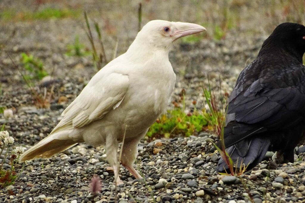 Rare white raven turns heads | Peninsula Clarion