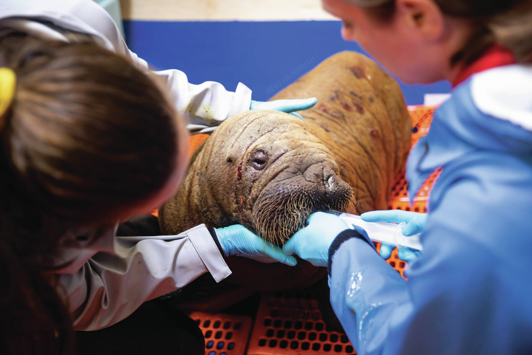 Female Pacific walrus calf admitted to Alaska SeaLife Center ...
