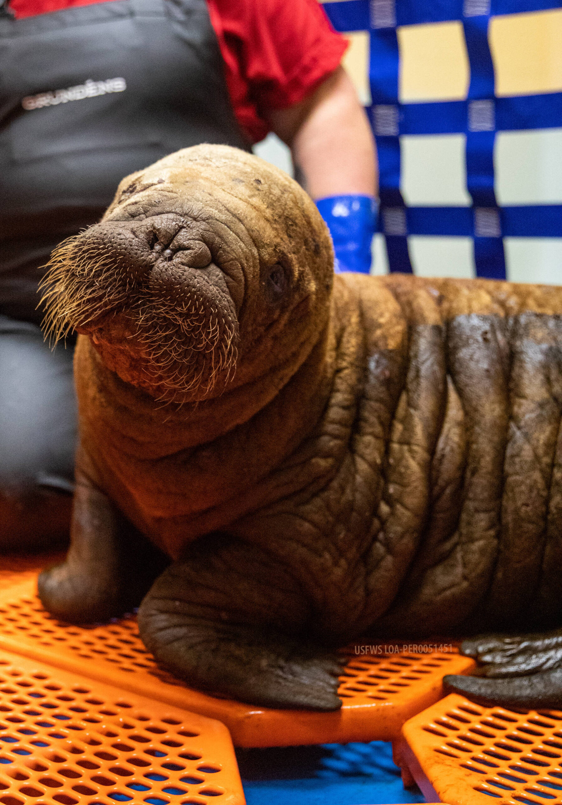 Female Pacific walrus calf admitted to Alaska SeaLife Center ...