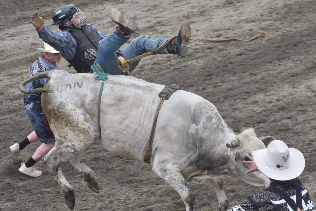 Big field of bull riders drives attendance at Progress Days rodeo ...
