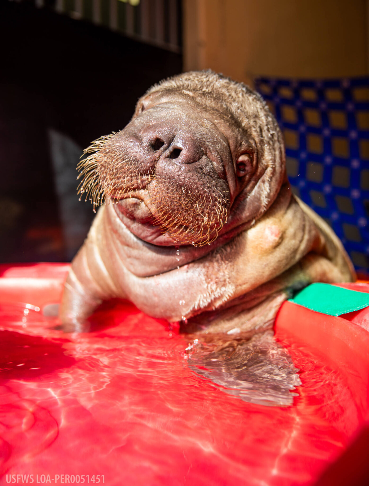 Pacific walrus calf rehomed to SeaWorld Orlando | Peninsula Clarion