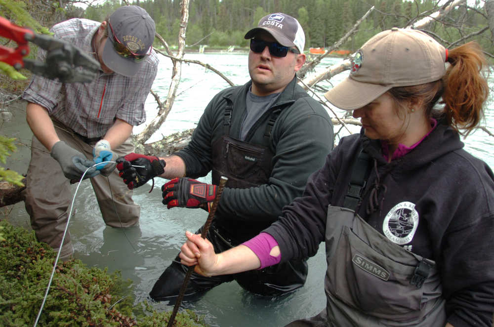 Volunteers rehabilitate the Kenai River | Peninsula Clarion
