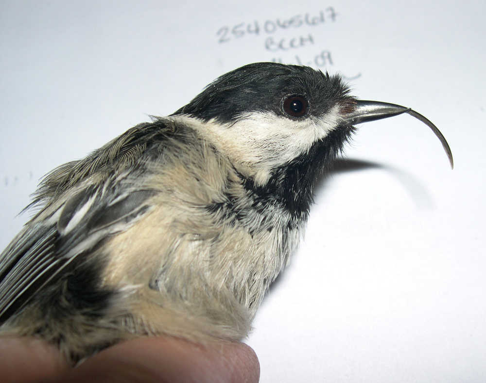 Researchers link virus to birds with deformed beaks | Peninsula Clarion