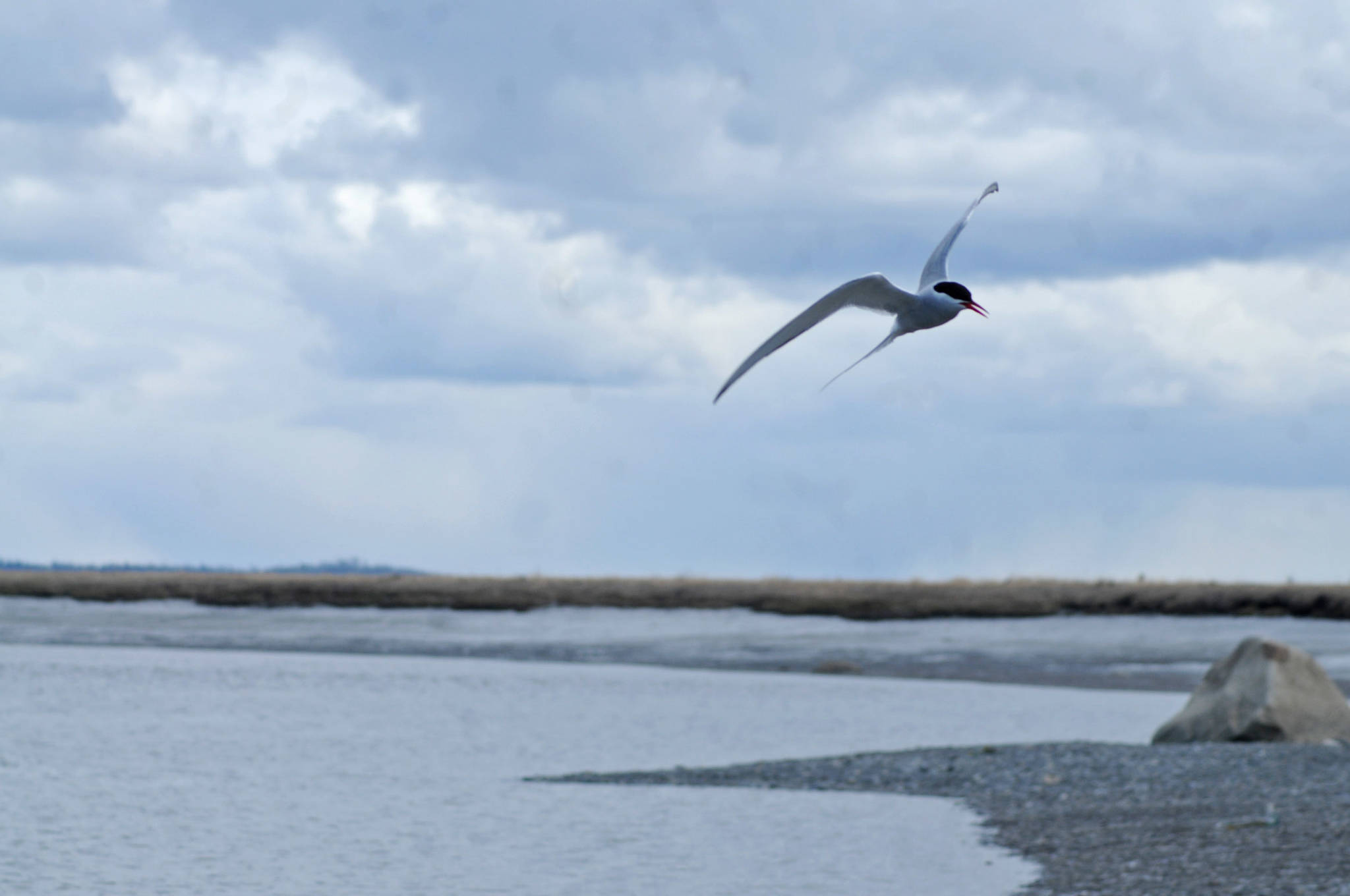 Kenai Peninsula Birding Fest to take off Thursday | Peninsula Clarion