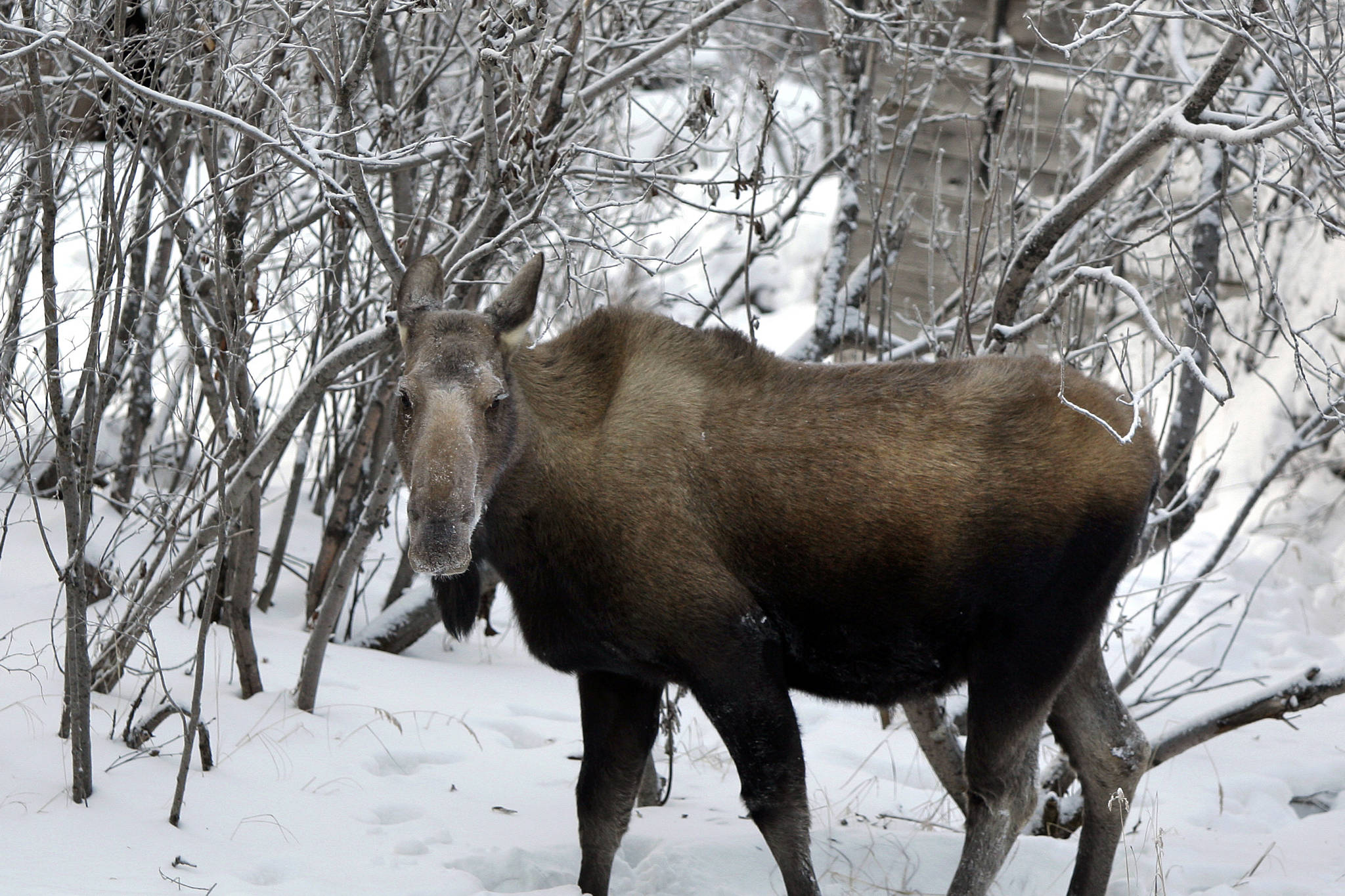 Alaska moose poacher fined $100,000, sentenced to jail | Peninsula Clarion
