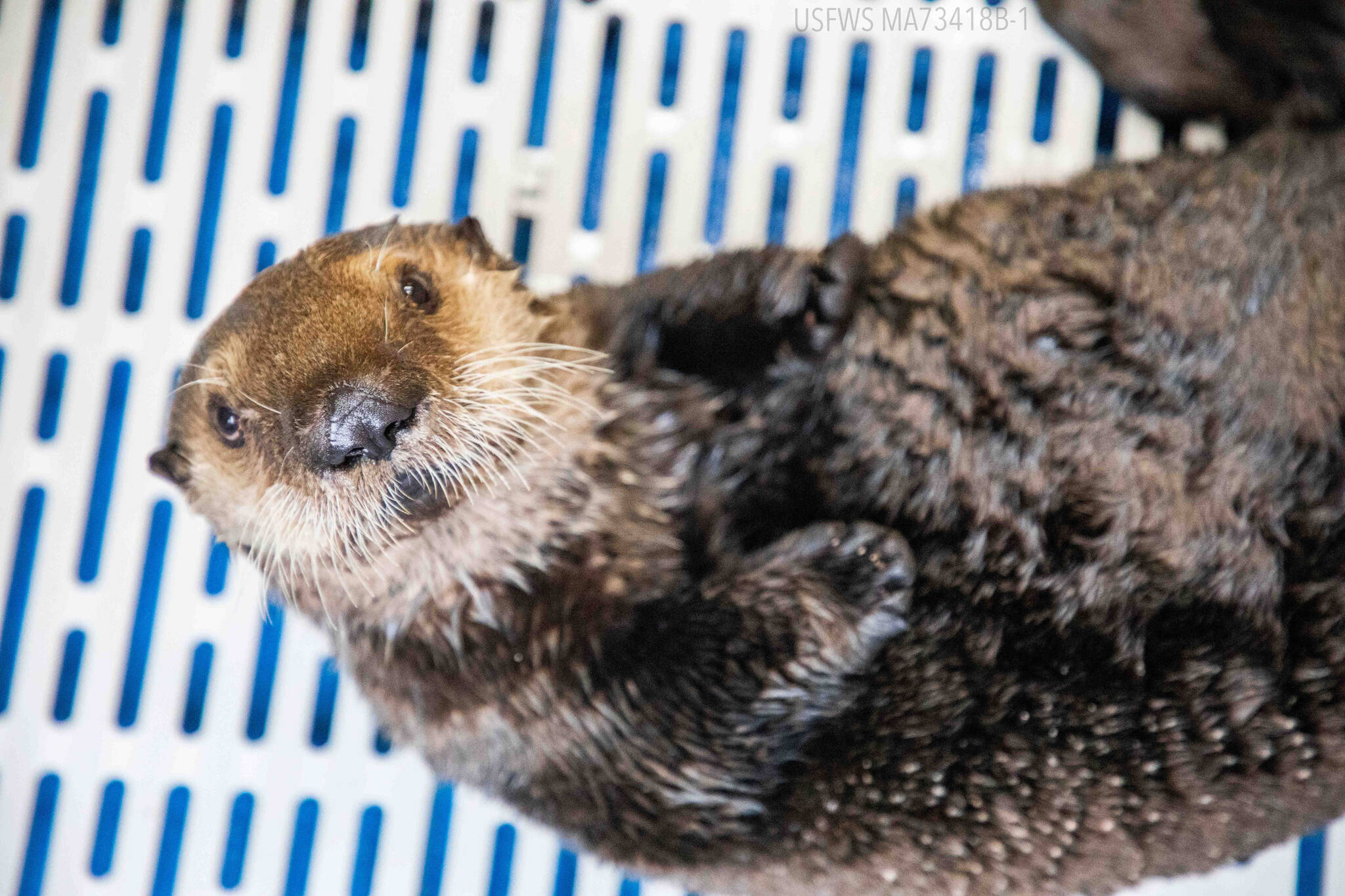 Rescued otter pup finds new home in Chicago | Peninsula Clarion