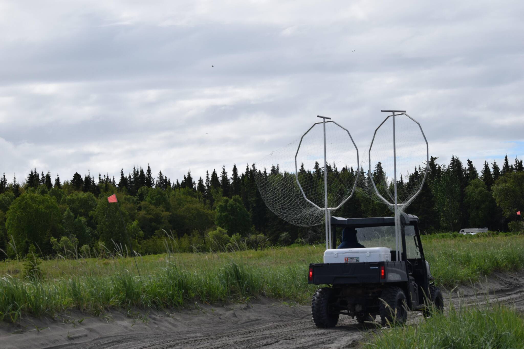 Kasilof River dipnetting opens Sunday; strong sockeye run forecast ...