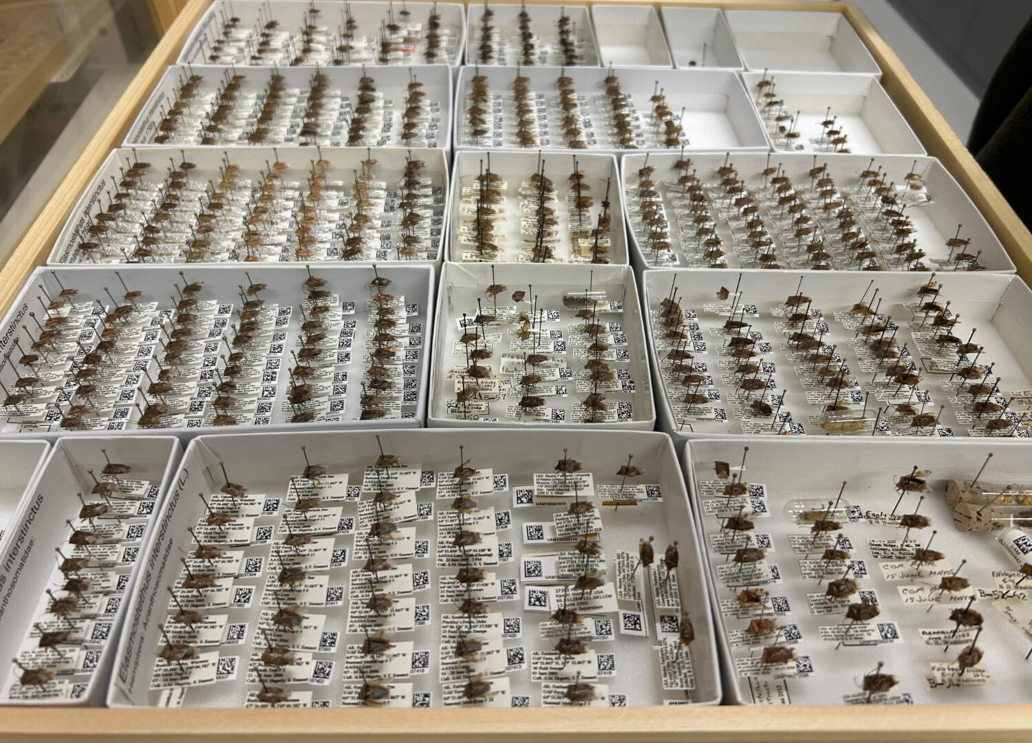 Alaska Science Forum: Our large army of little green shield bugs comes ...