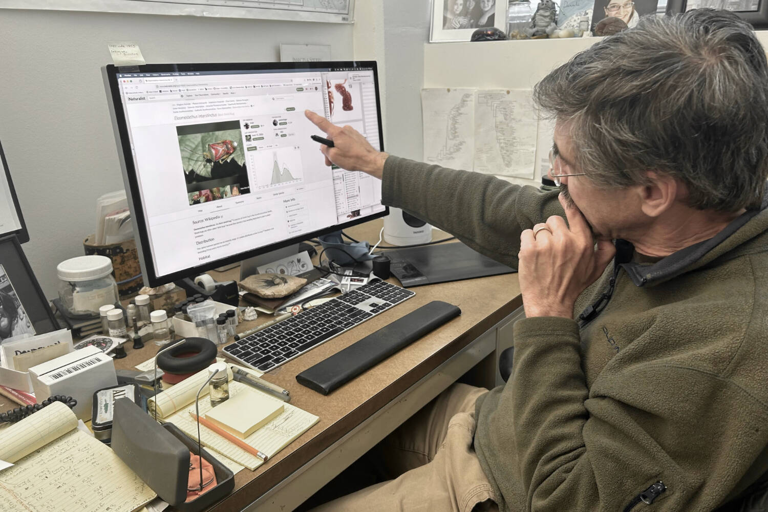 Alaska Science Forum: Our large army of little green shield bugs comes ...